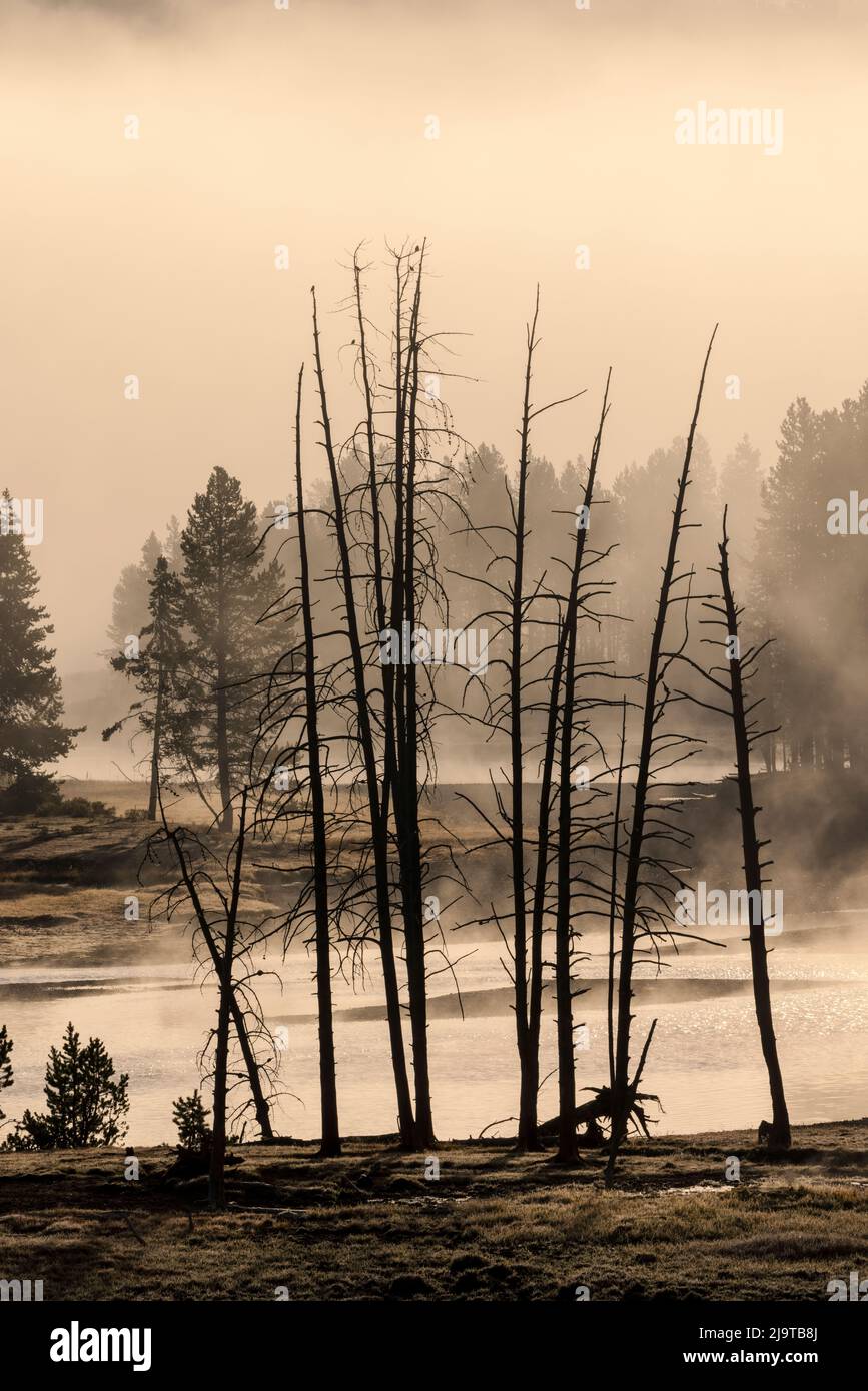 Dead trees near geothermal feature, Yellowstone National Park, Wyoming ...