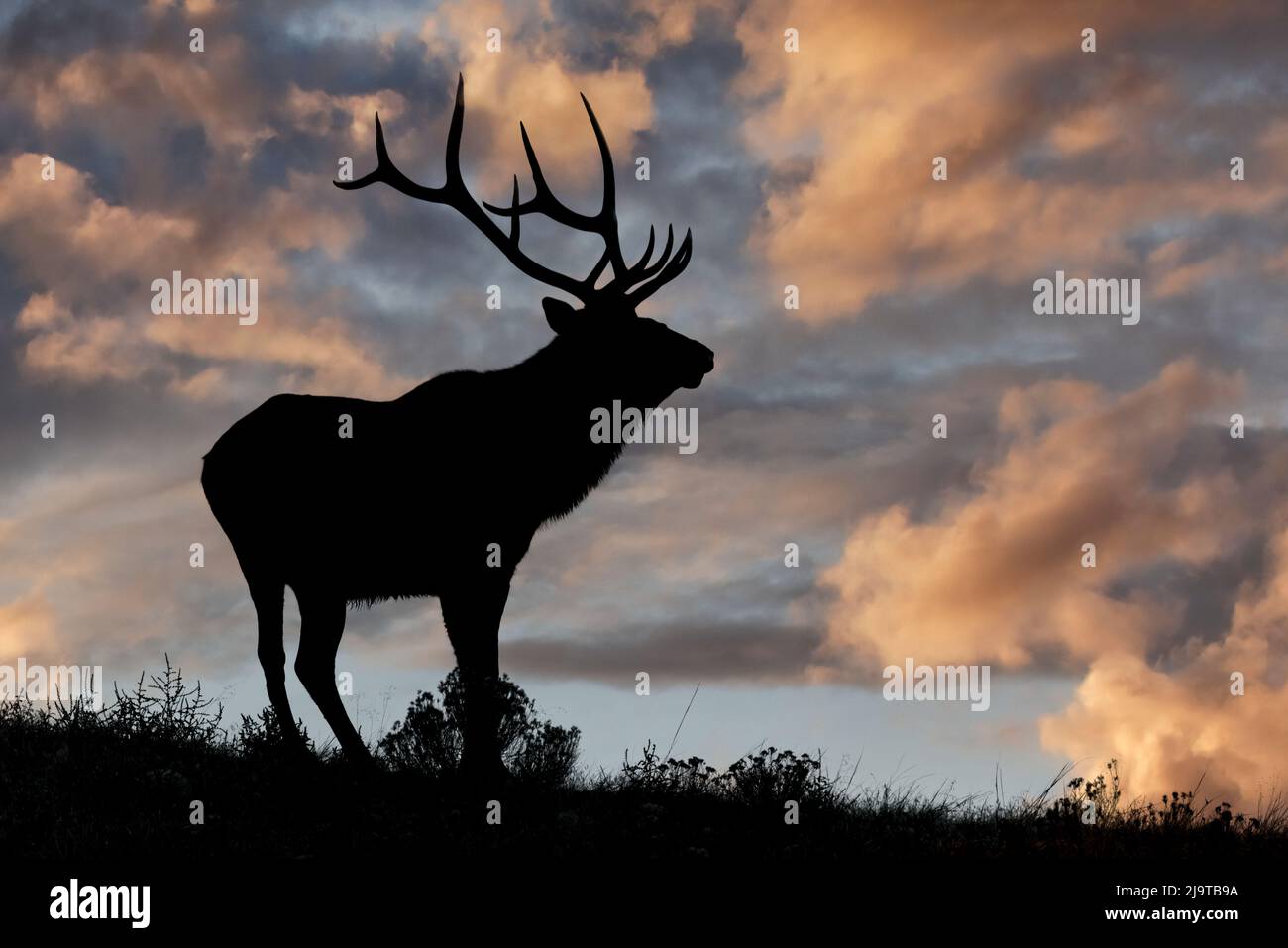 Bull elk or wapiti silhouetted at sunrise on ridge, Yellowstone ...