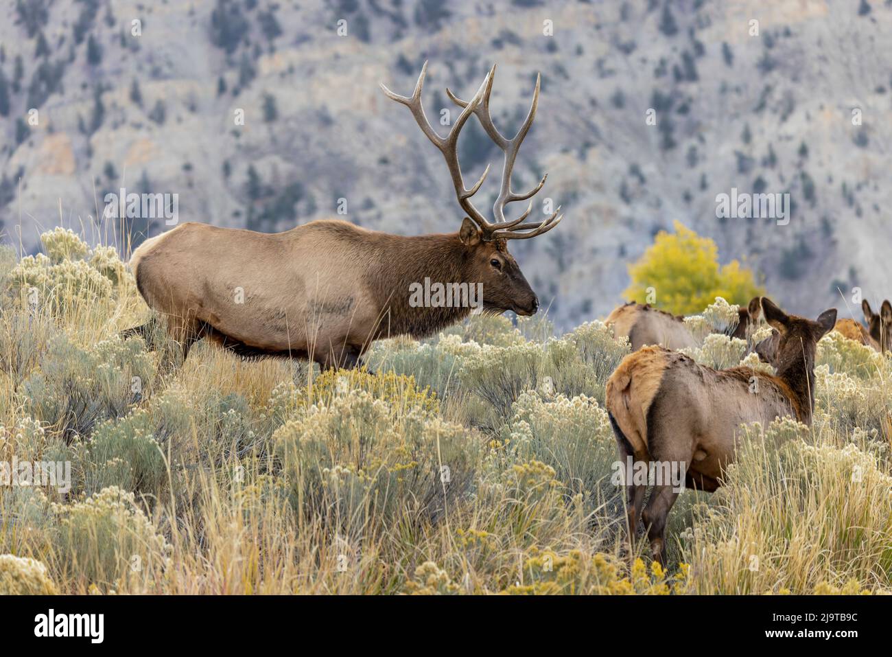 Bull elk or wapiti with harem of female elk, Yellowstone National Park ...