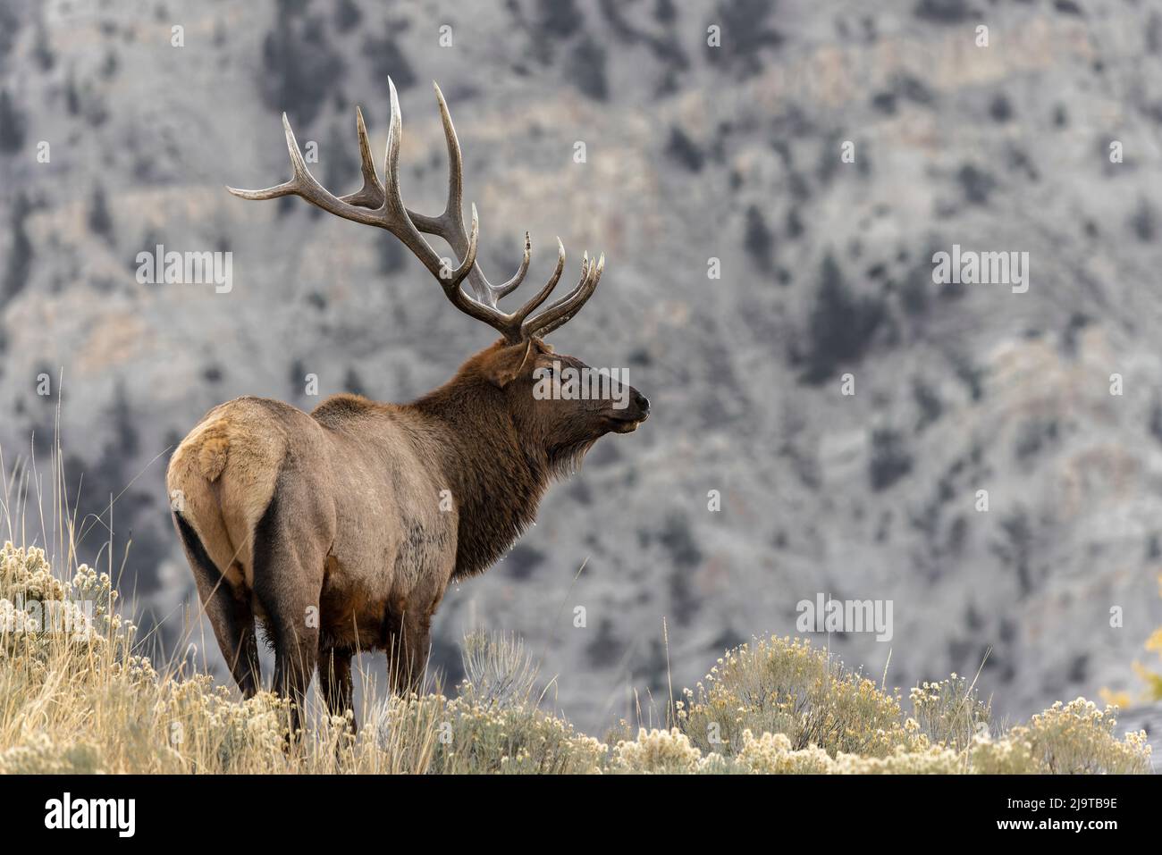 Bull elk or wapiti, Yellowstone National Park, Wyoming Stock Photo - Alamy