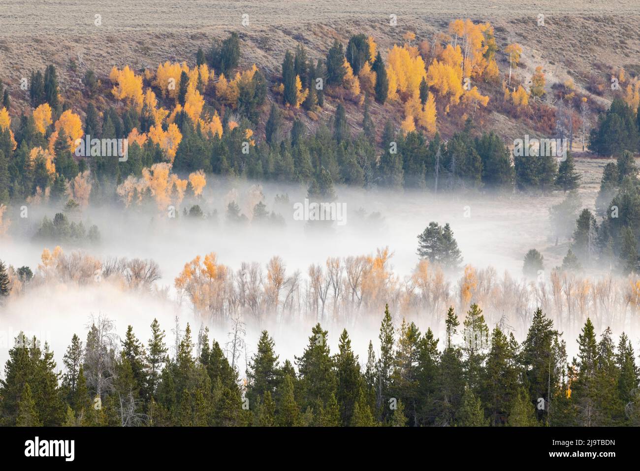 Elevated view of aspen and cottonwood trees in morning mist along Snake ...