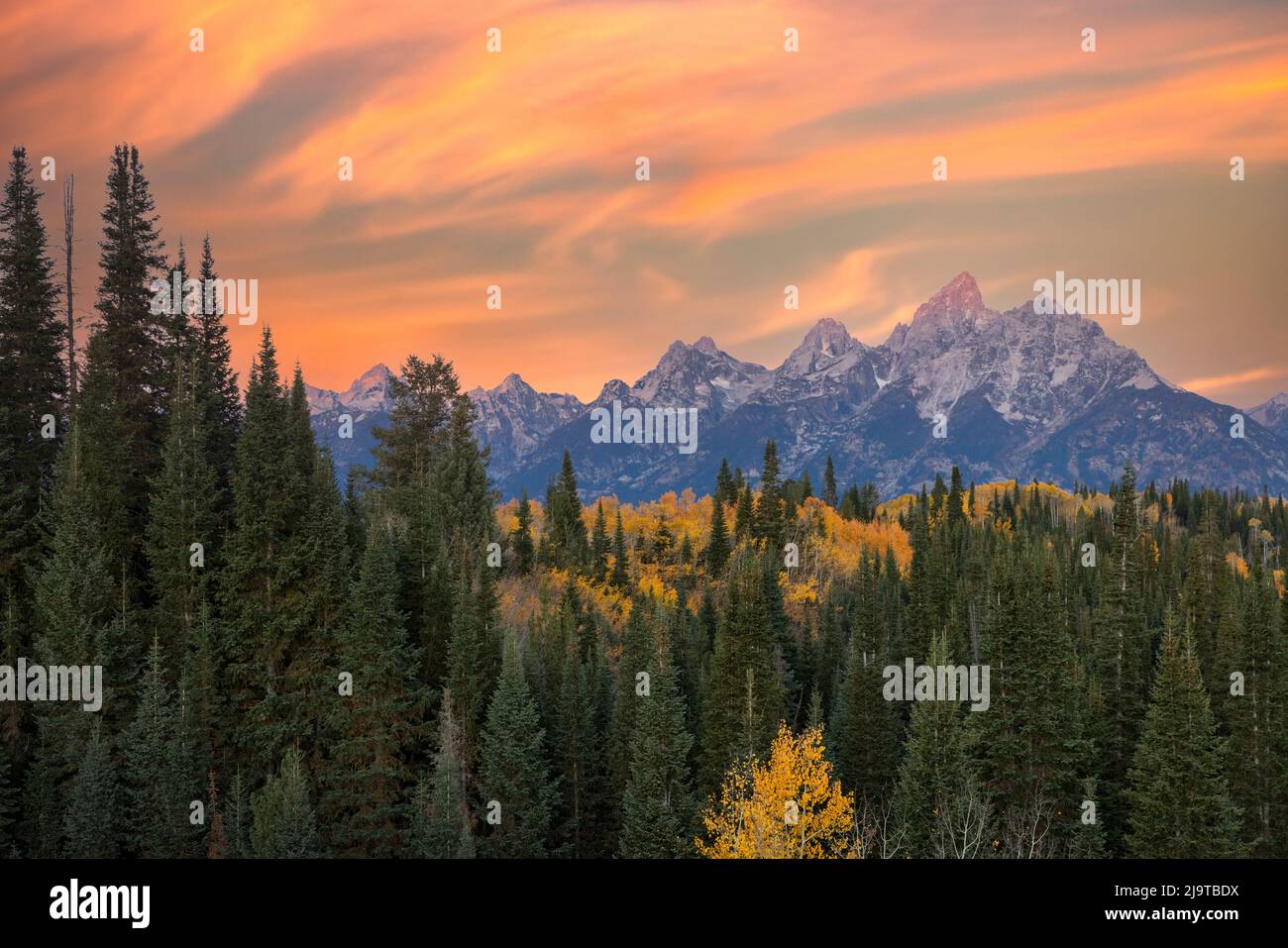 Golden aspen trees and Teton Range in early morning, Grand Teton ...