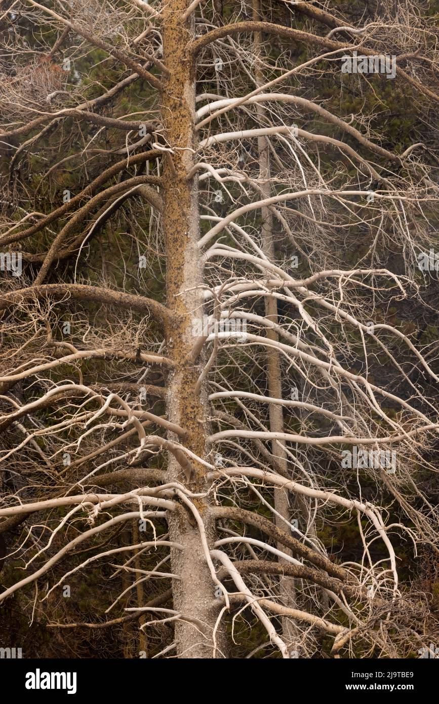 Silicified (calcified) tree, Upper Geyser Basin, Yellowstone National ...
