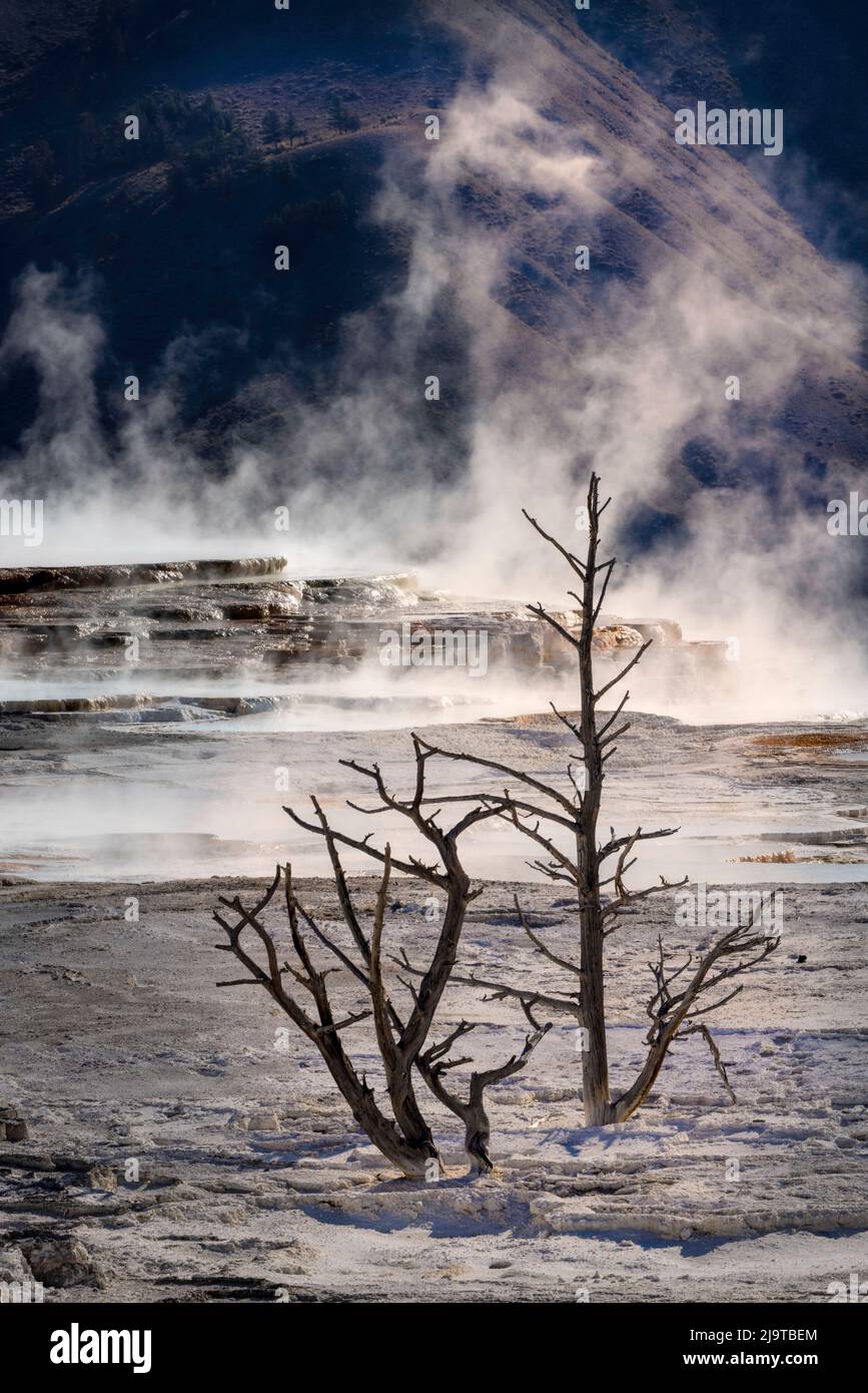 Calcified tree hi-res stock photography and images - Alamy