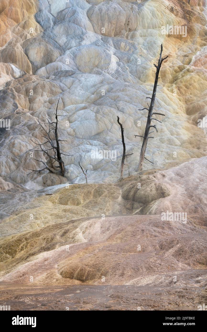 Dead trees entombed in travertine deposits, Mammoth Hot Springs ...