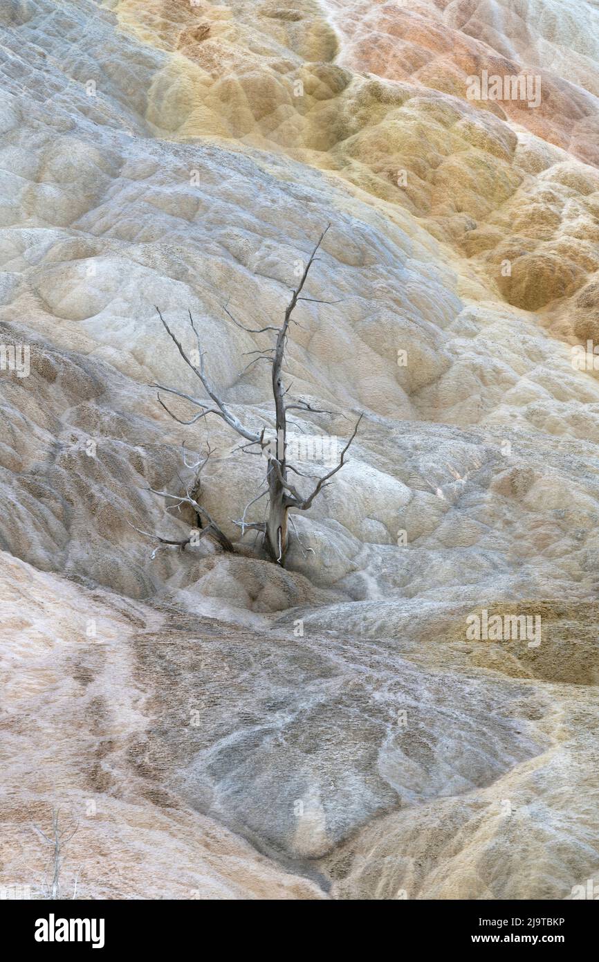 Dead trees entombed in travertine deposits colored by thermophilic ...