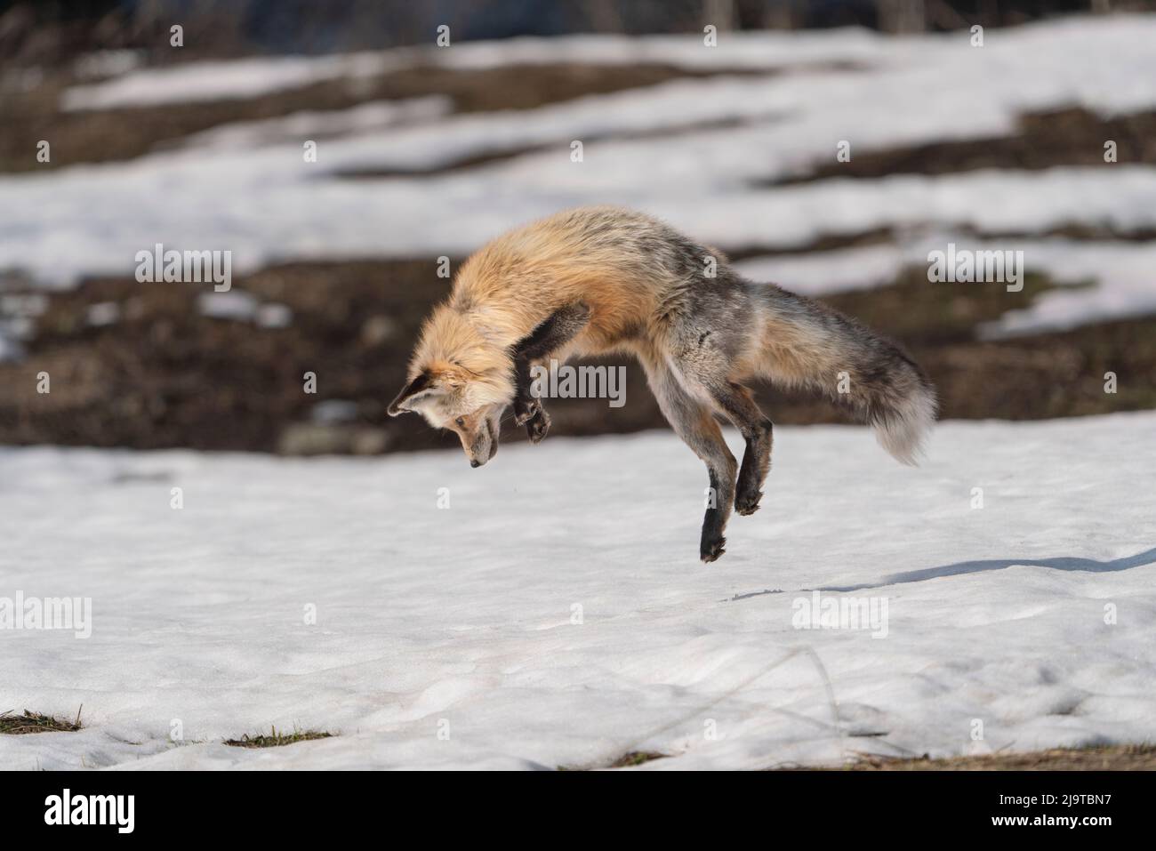 USA, Wyoming, Grand Teton National Park. Red fox diving for voles under ...