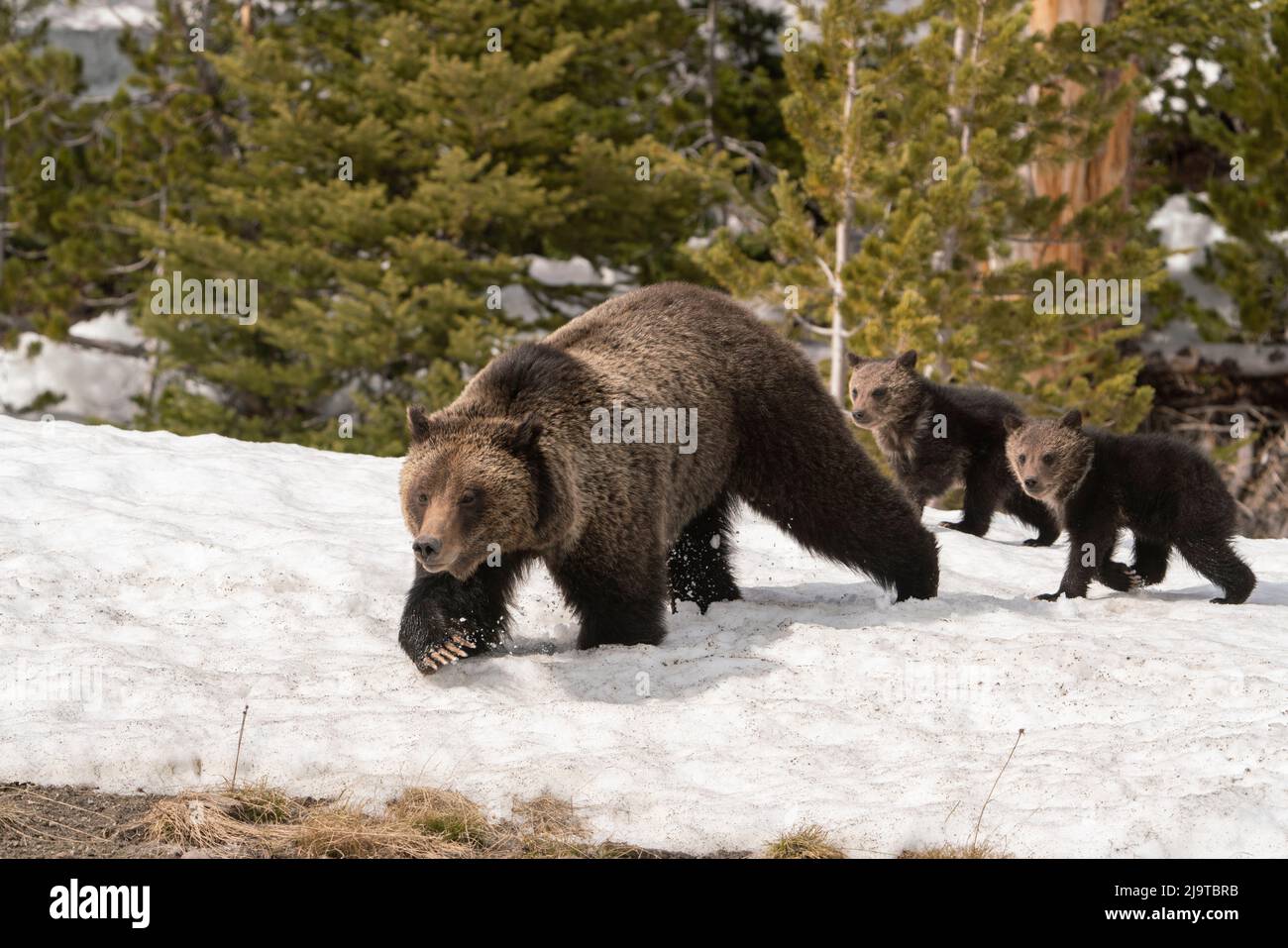 USA, Wyoming, Bridger-Teton National Forest. Grizzly bear sow with ...