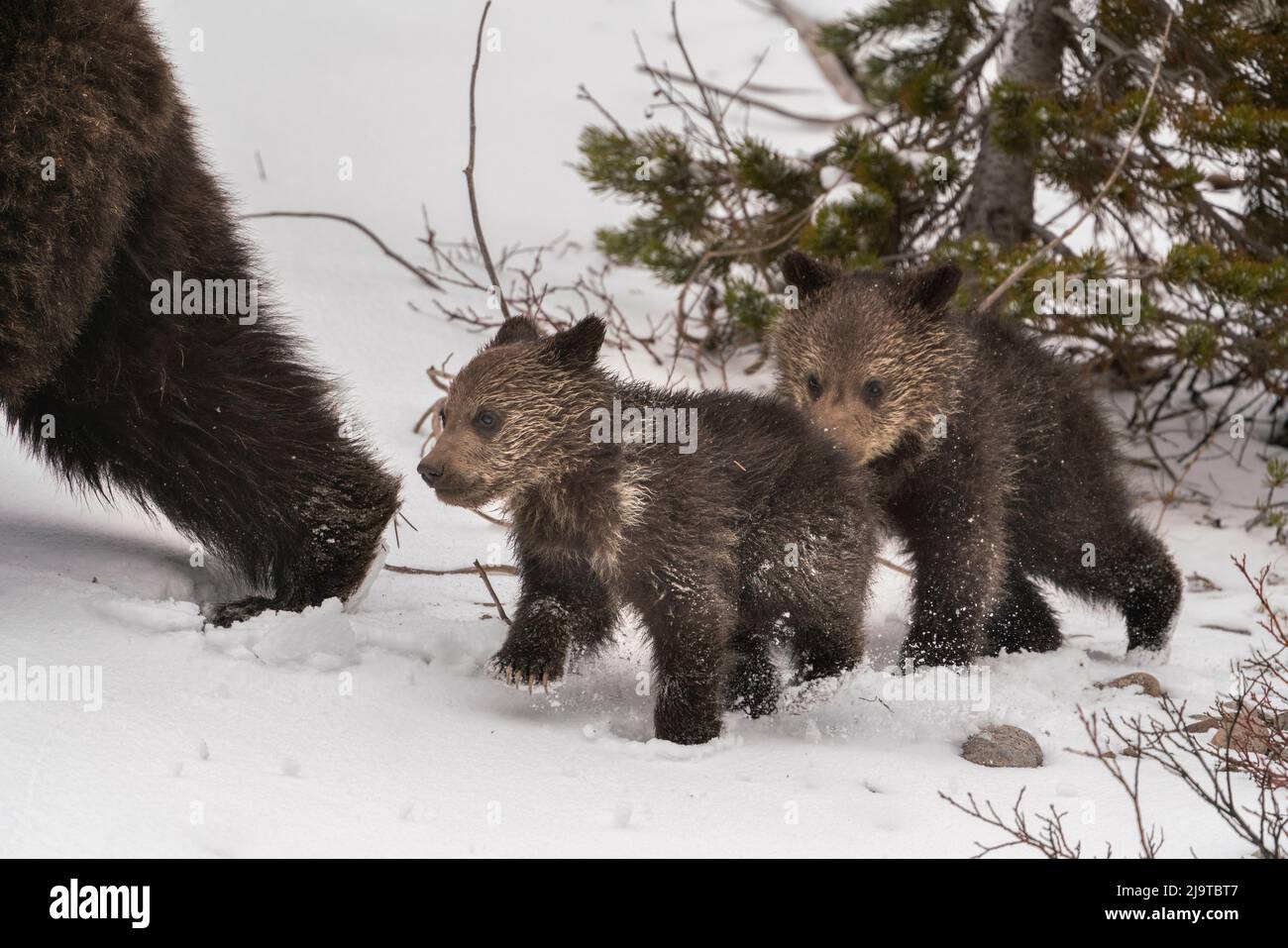 USA, Wyoming, Bridger-Teton National Forest. Grizzly bear spring cubs ...