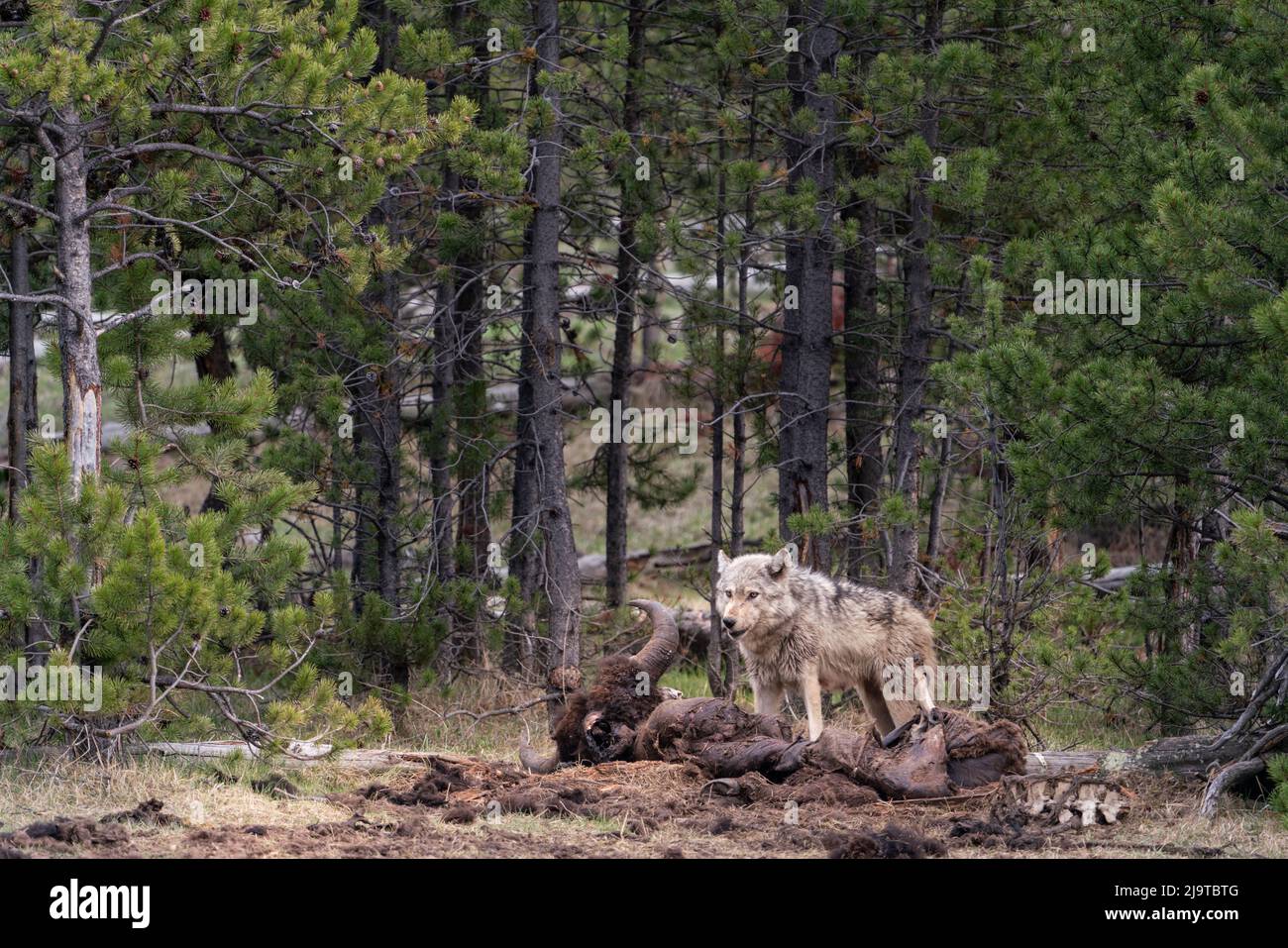 USA, Wyoming, Yellowstone National Park. Gray wolf female with bison ...