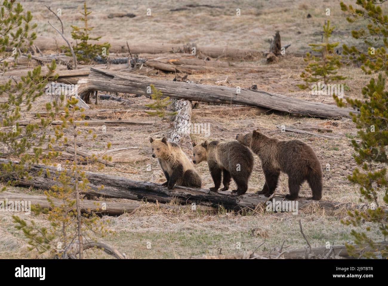 USA, Wyoming, Yellowstone National Park. Grizzly bear sow with juvenile ...
