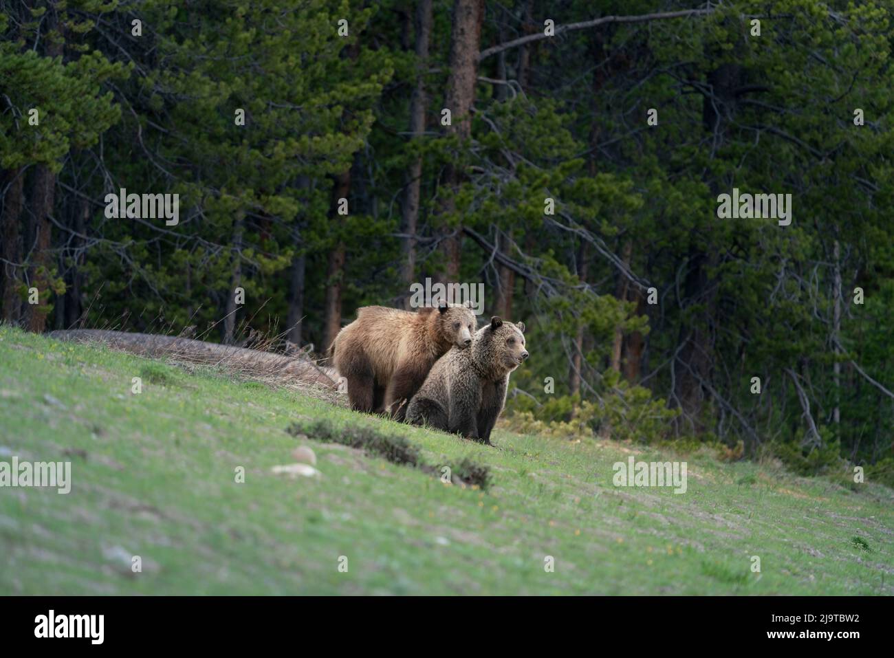 USA, Wyoming, Grand Teton National Park. Grizzly bear subadult male and ...