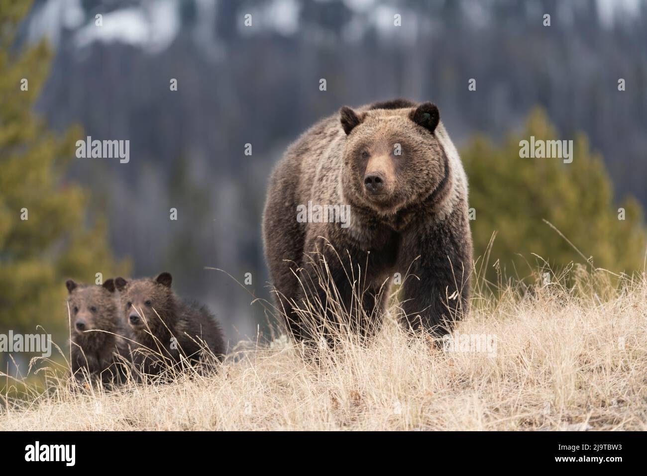 USA, Wyoming, Bridger-Teton National Forest. Grizzly bear sow with ...