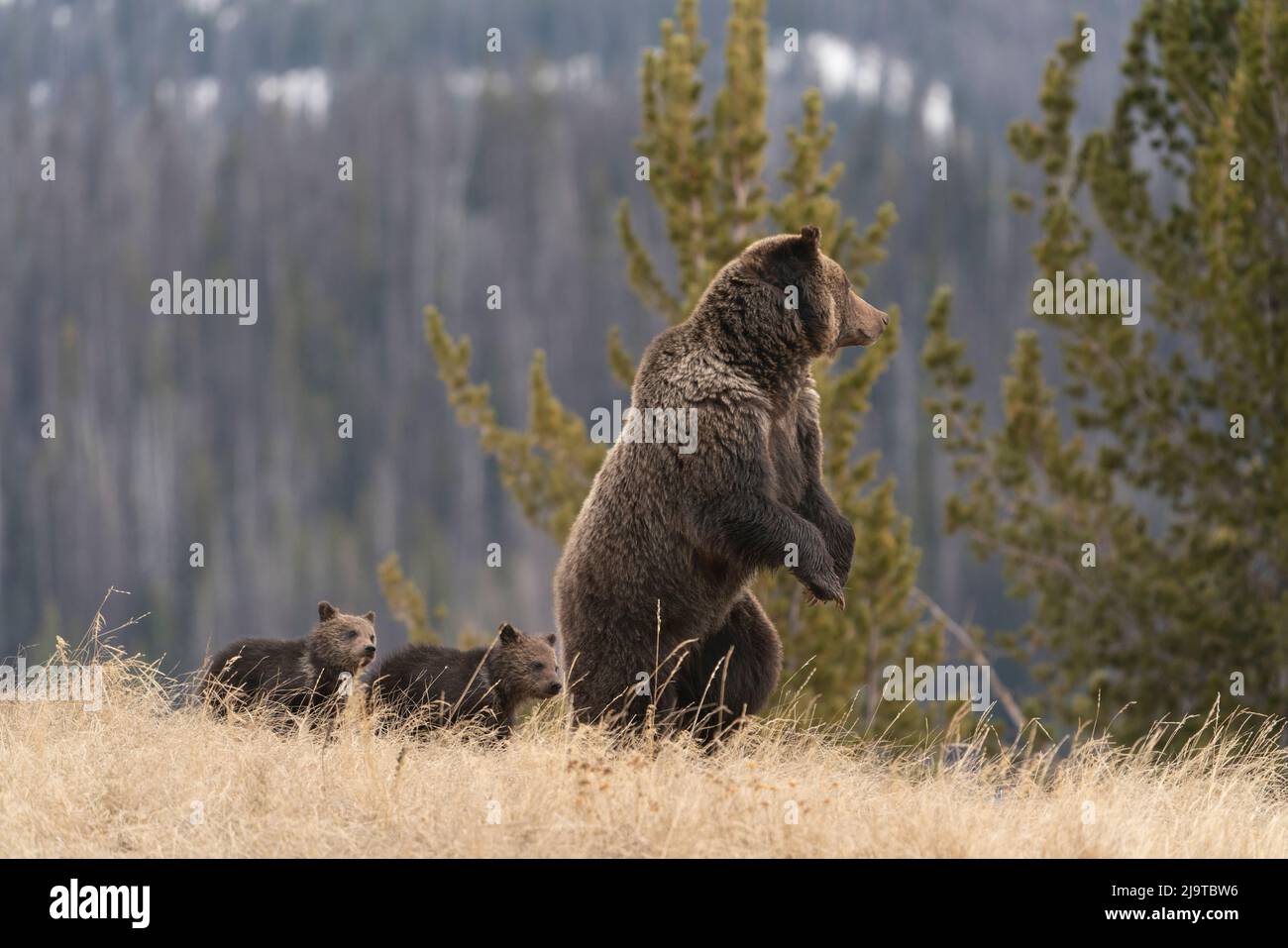 USA, Wyoming, Bridger-Teton National Forest. Standing grizzly bear sow ...