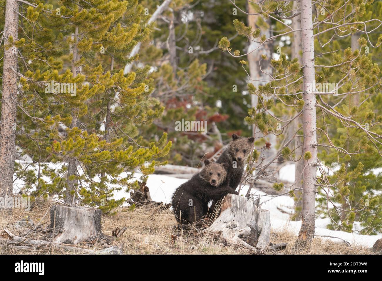 USA, Wyoming, Bridger-Teton National Forest. Grizzly bear spring cubs ...