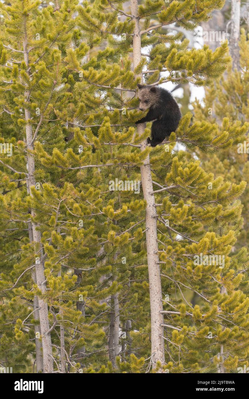 USA, Wyoming, Bridger-Teton National Forest. Grizzly bear cub climbing ...