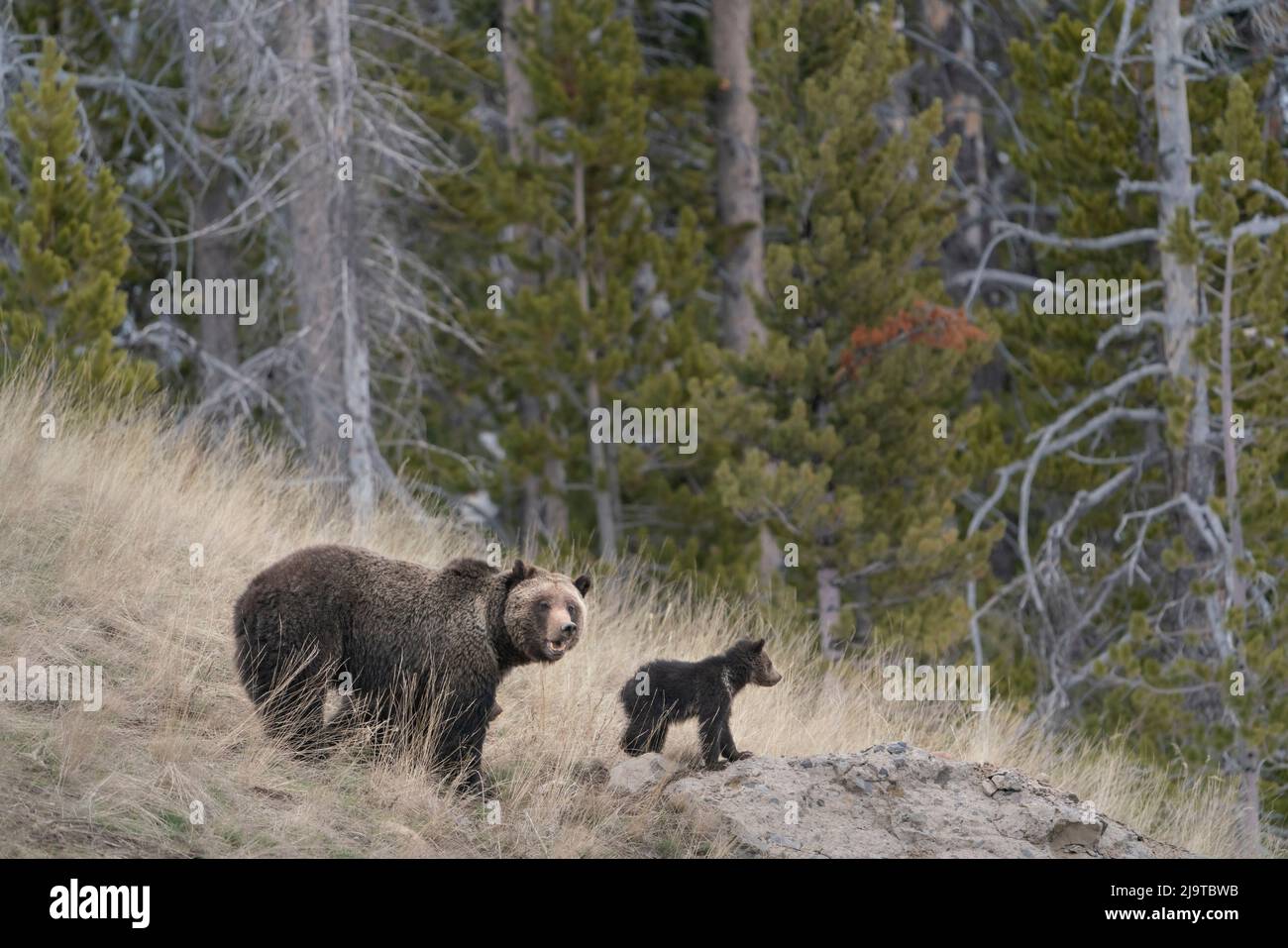 USA, Wyoming, Bridger-Teton National Forest. Grizzly bear sow with ...