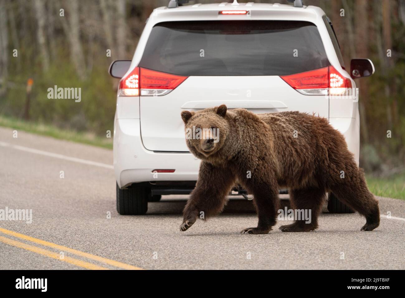 USA, Wyoming, Grand Teton National Park. Grizzly bear subadult crossing ...