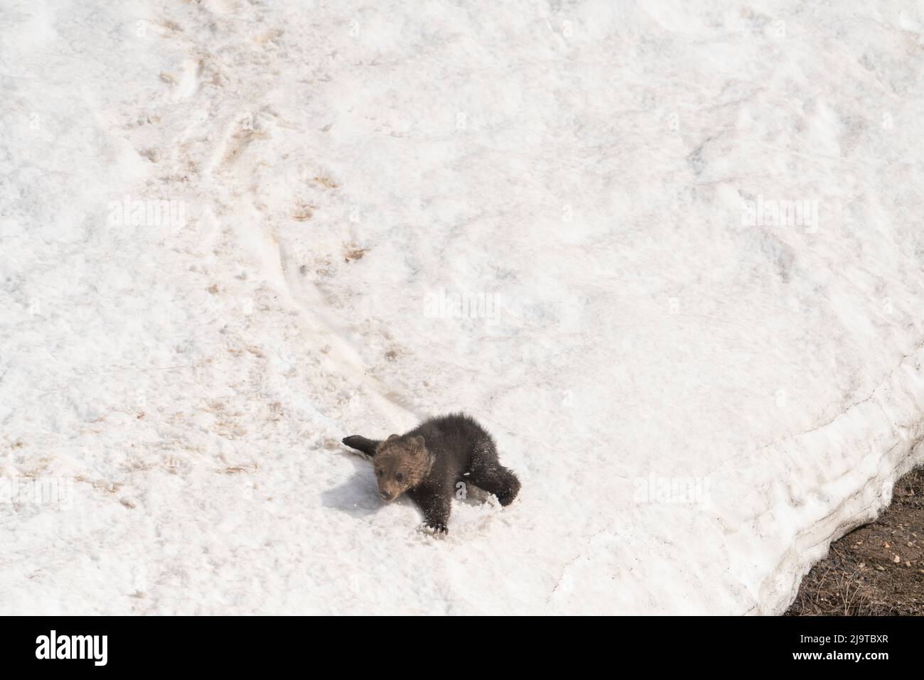 USA, Wyoming, Bridger-Teton National Forest. Grizzly bear cub sliding ...