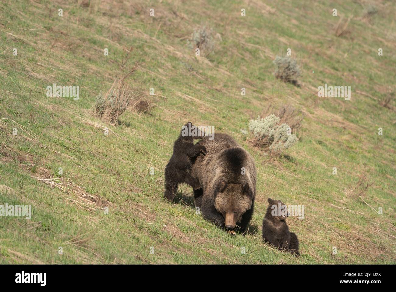 USA, Wyoming, Grand Teton National Park. Grizzly bear sow with two cubs ...