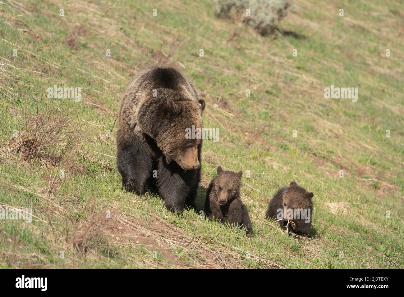 USA, Wyoming, Grand Teton National Park. Grizzly bear sow with two cubs ...