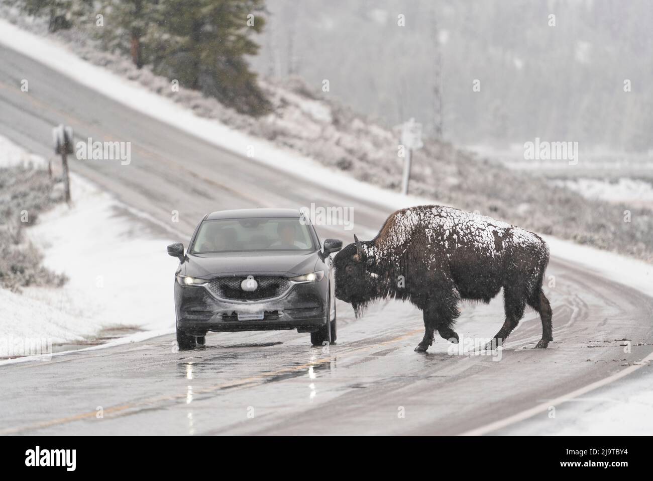 USA, Wyoming, Yellowstone National Park. Bison crossing road in front ...