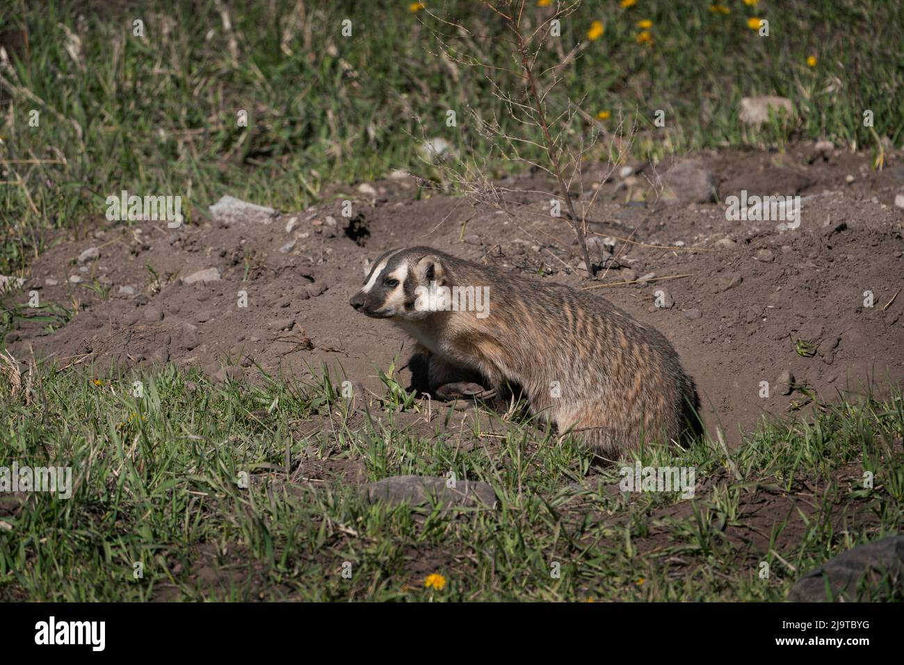 USA, Wyoming, Yellowstone National Park. American badger female at den ...