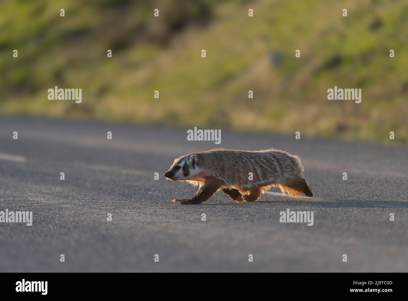 USA, Wyoming, Yellowstone National Park. American badger adult crossing ...