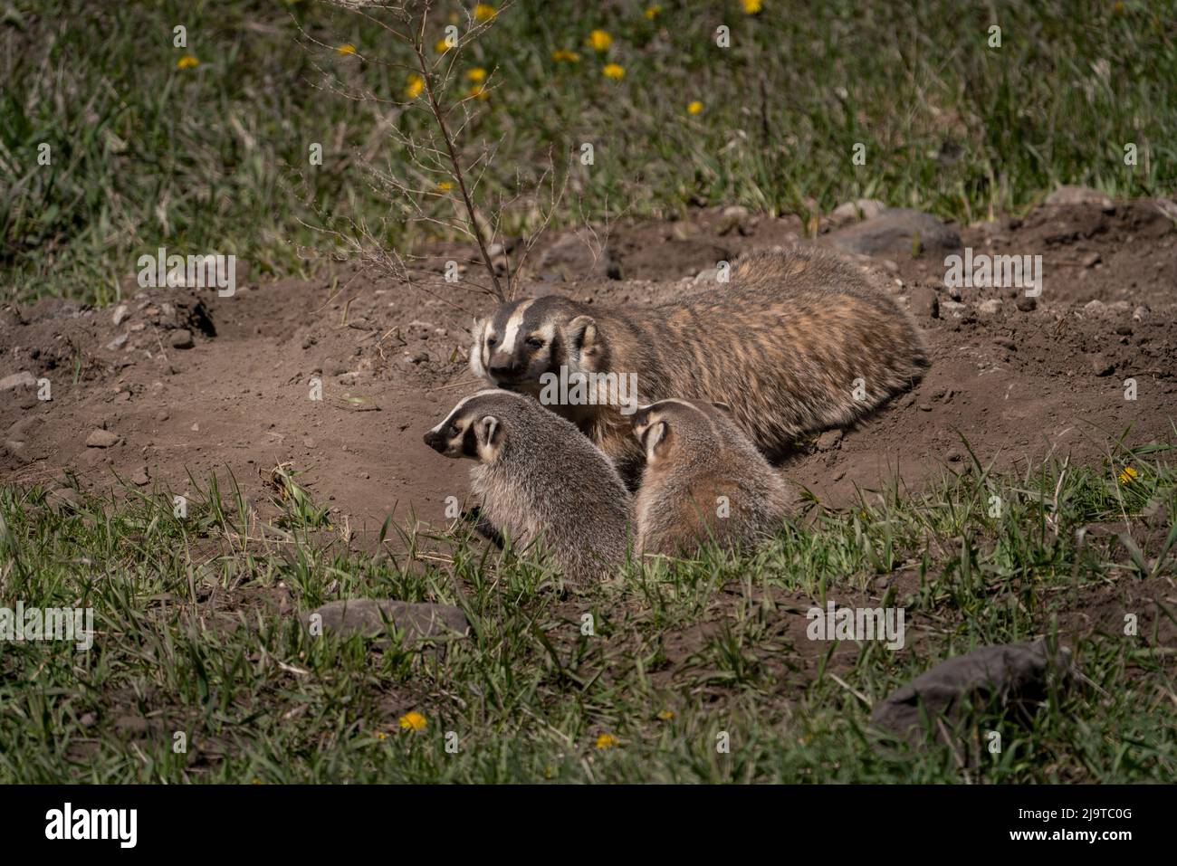 USA, Wyoming, Yellowstone National Park. American badger female and ...