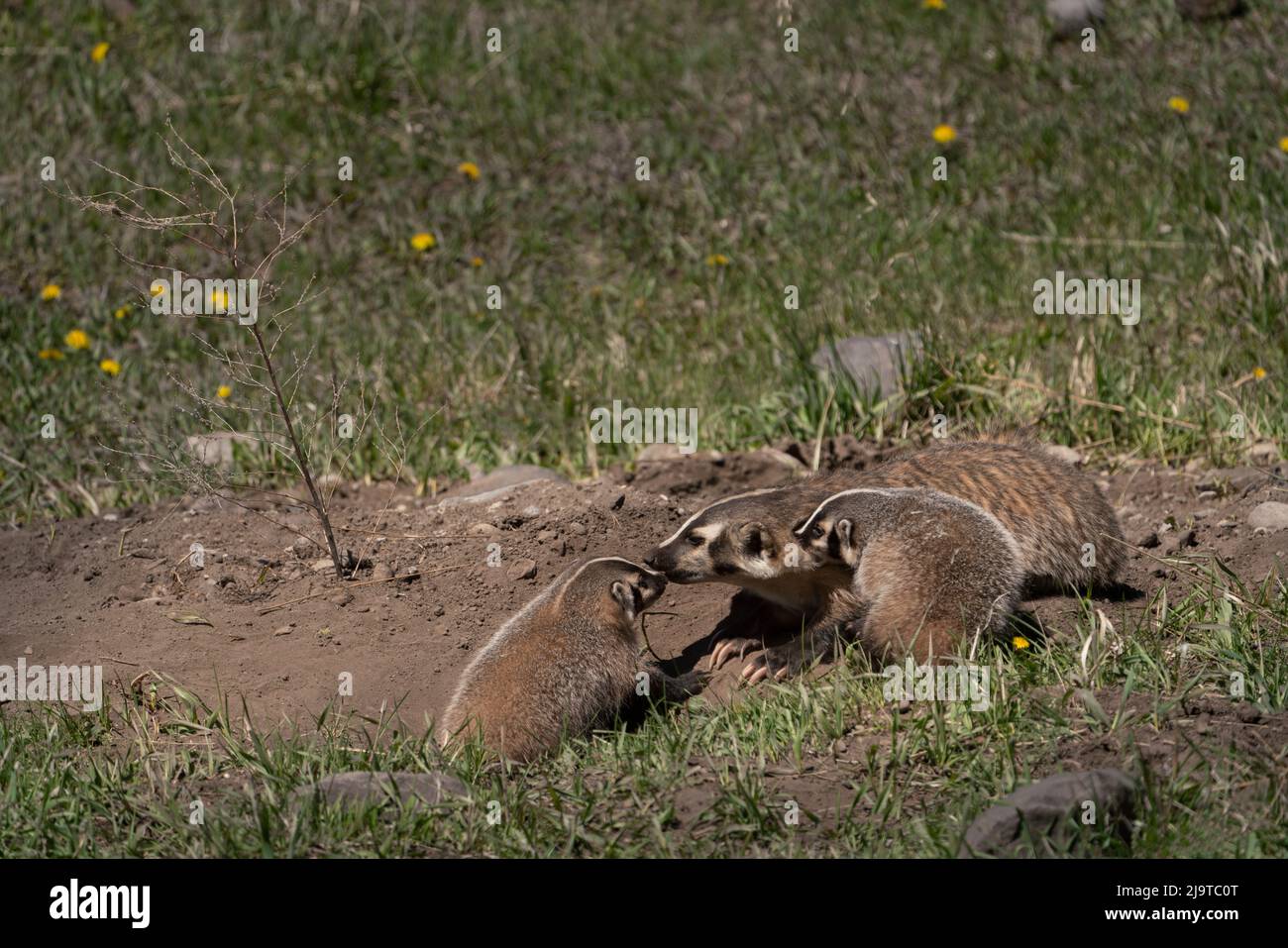 American badger den hi-res stock photography and images - Alamy