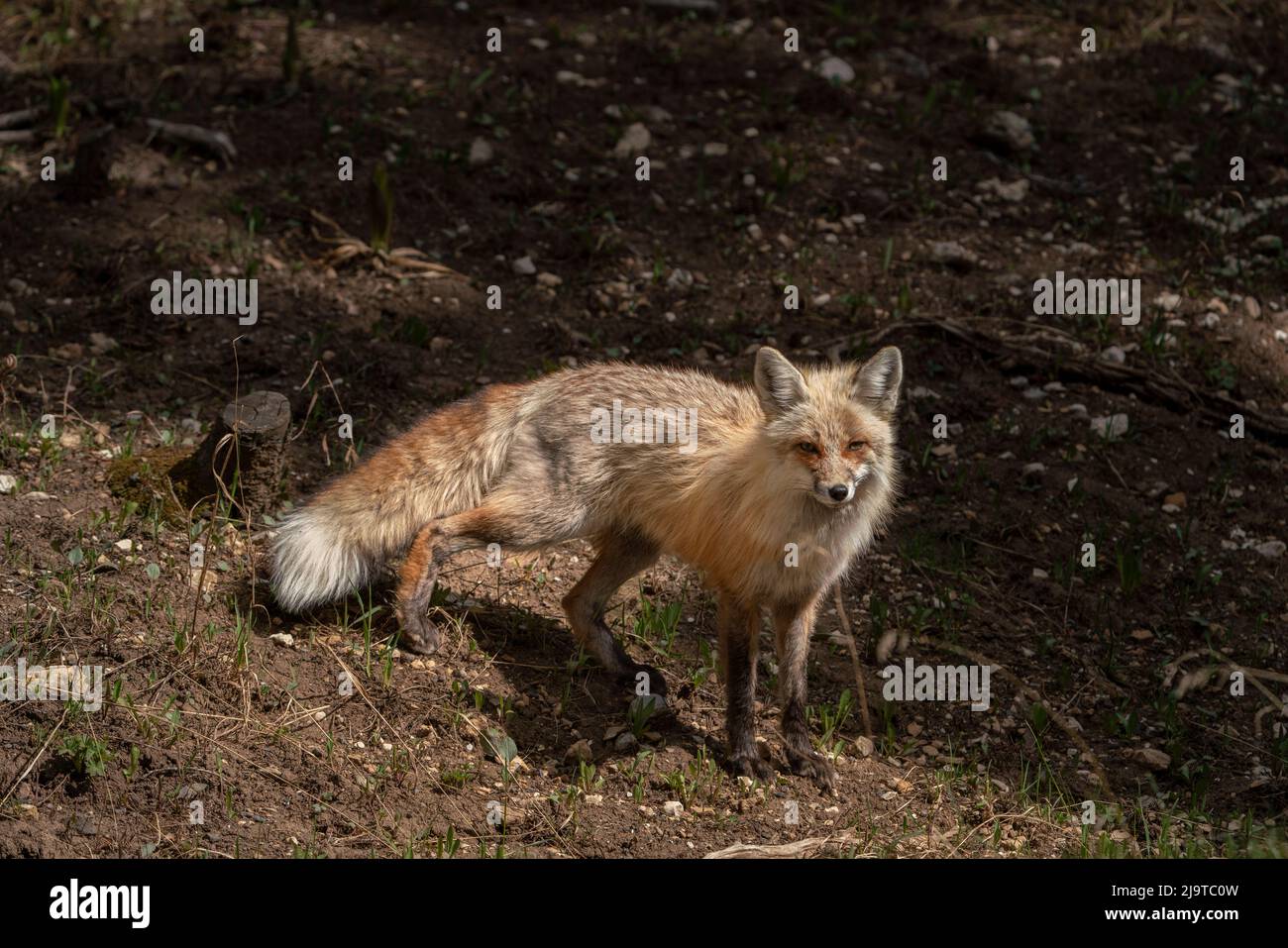 USA, Wyoming, Yellowstone National Park. Close-up of red fox in field ...