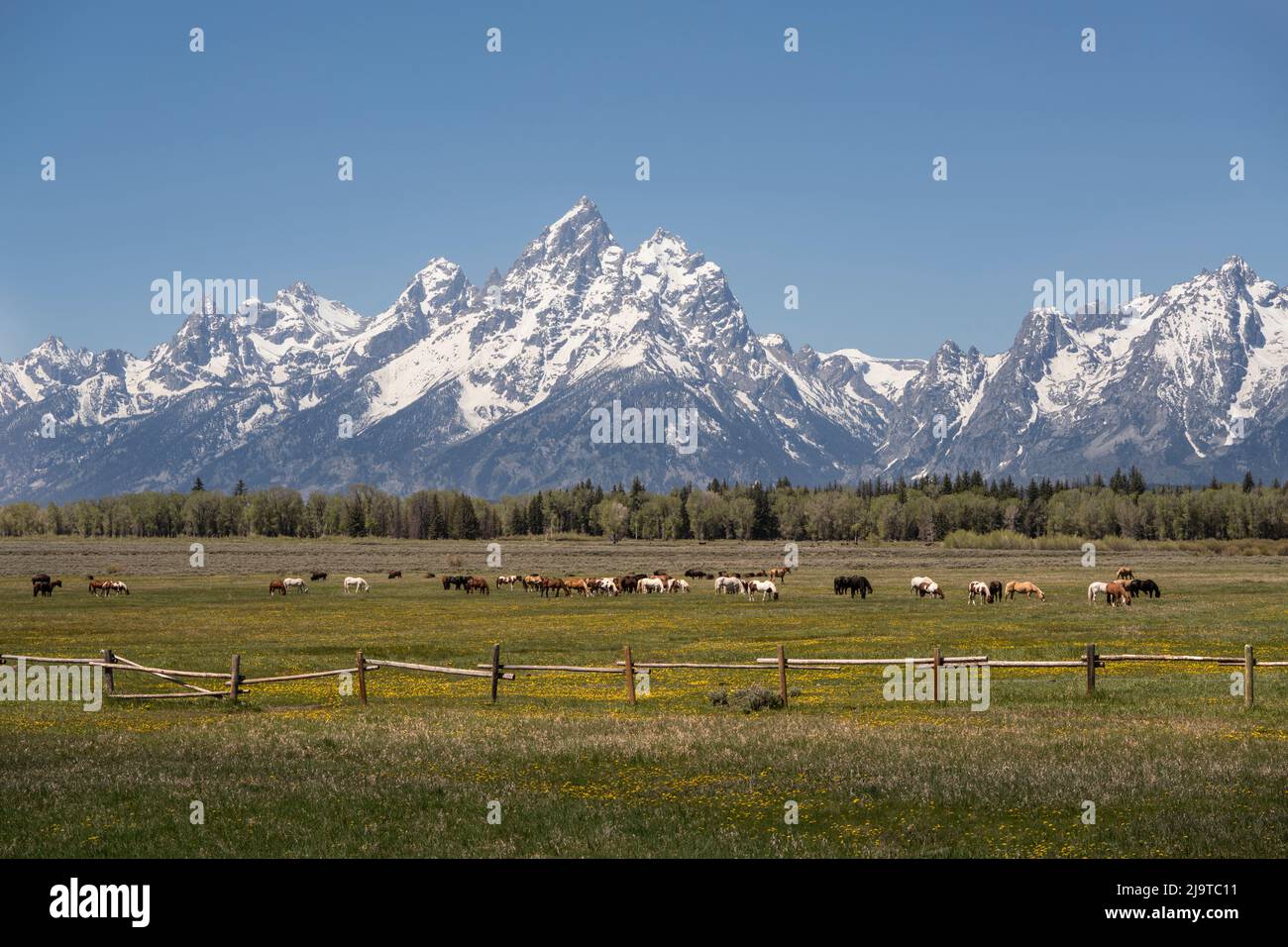USA, Wyoming, Grand Teton National Park. Field of horses and Grand ...