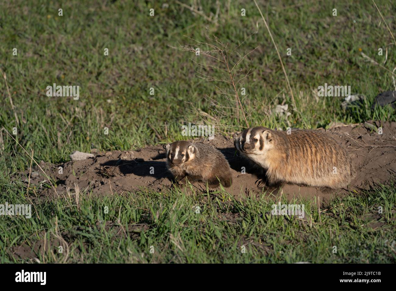 USA, Wyoming, Yellowstone National Park. American badger female and ...