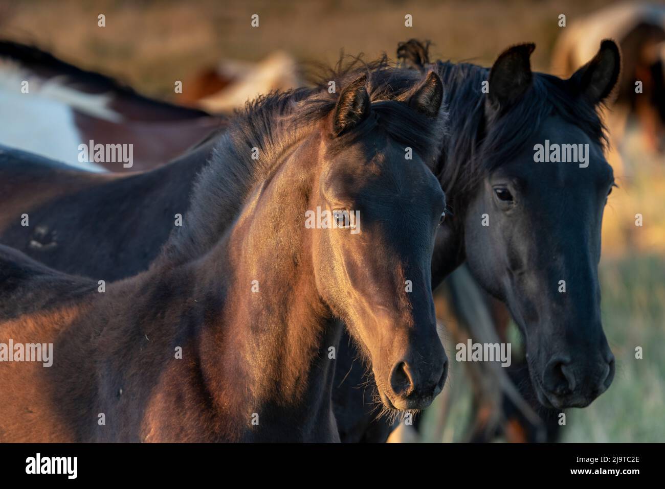 USA, Wyoming. Wild horse yearling and mare close-up Stock Photo - Alamy