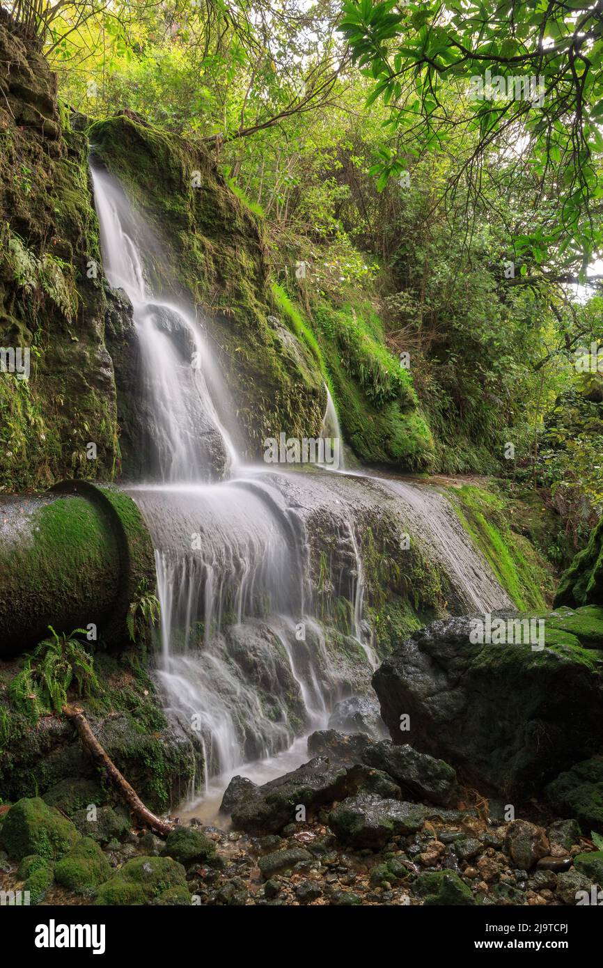 A delicate waterfall cascades over an old mossy pipe in the New Zealand ...