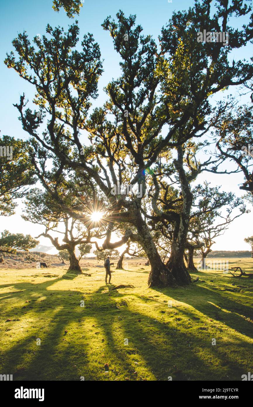 Fanal pond hi-res stock photography and images - Alamy