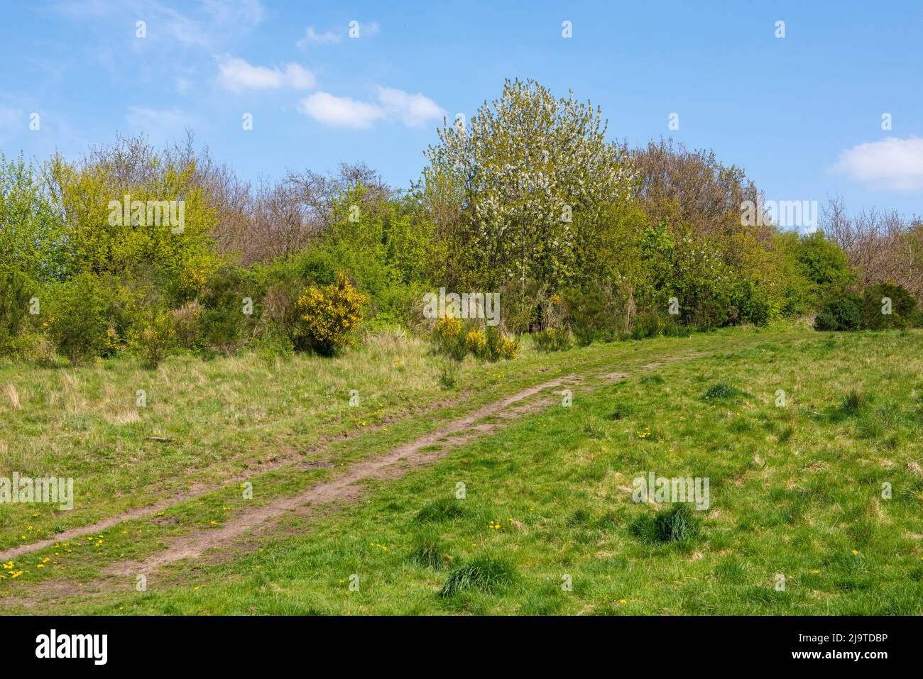 Spring at Bestwood Country Park in Nottingham, Nottinghamshire England ...