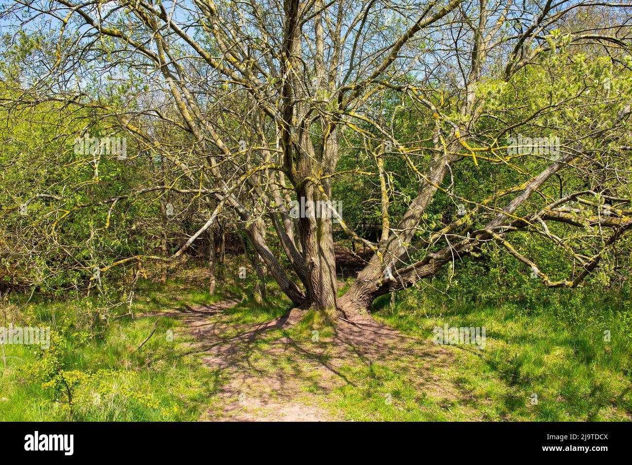 Spring at Bestwood Country Park in Nottingham, Nottinghamshire England ...