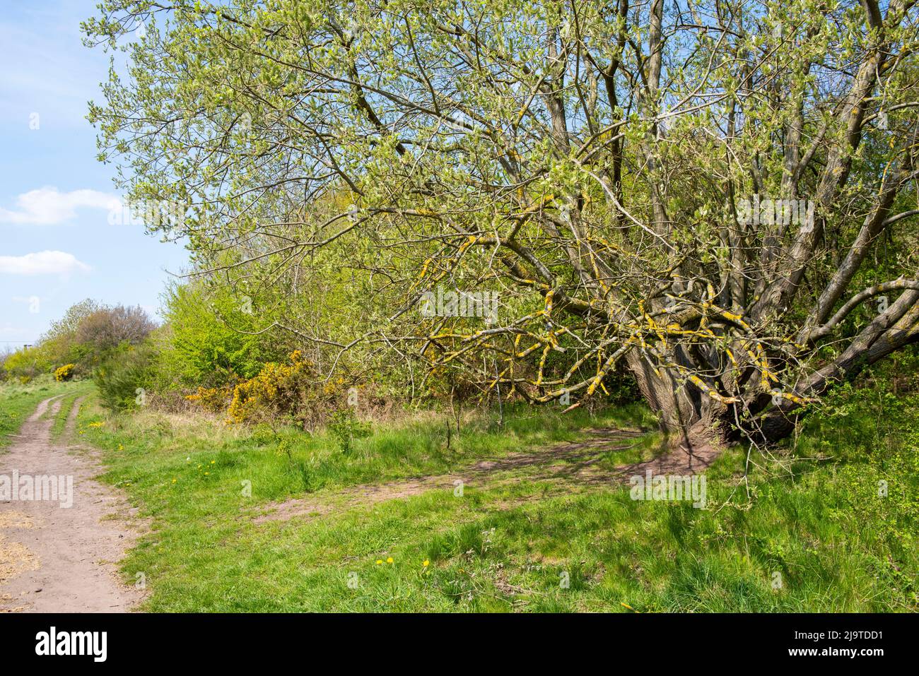 Spring at Bestwood Country Park in Nottingham, Nottinghamshire England ...