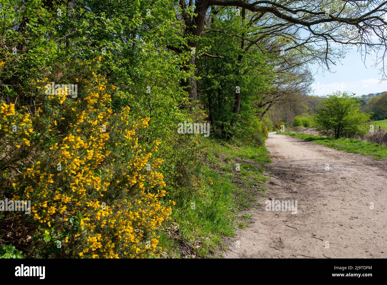 Spring at Bestwood Country Park in Nottingham, Nottinghamshire England ...