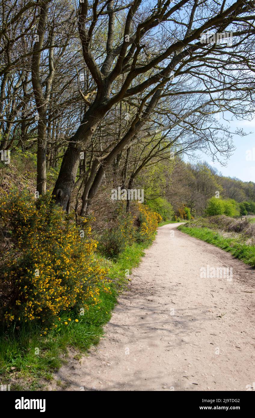 Spring at Bestwood Country Park in Nottingham, Nottinghamshire England ...