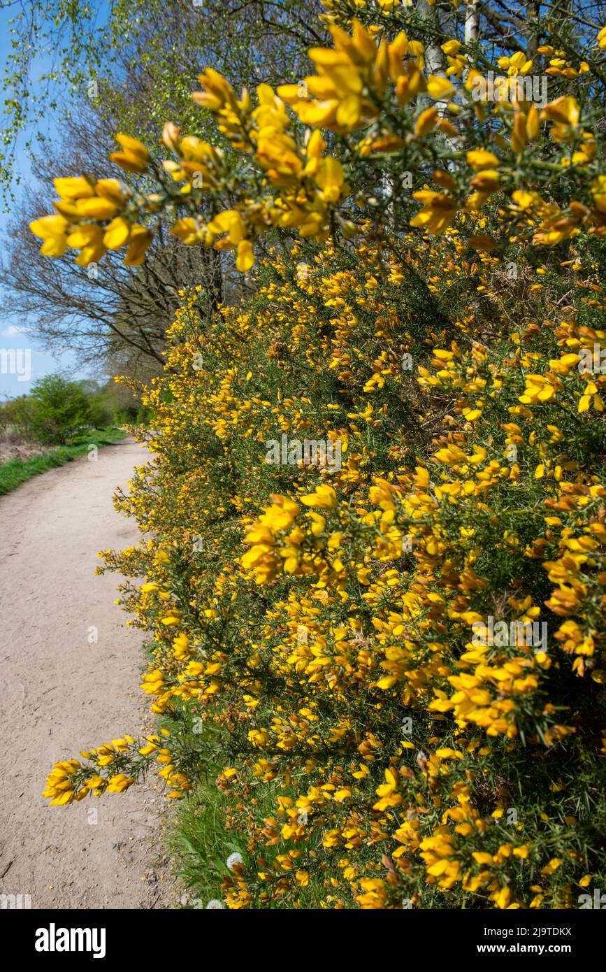 Spring at Bestwood Country Park in Nottingham, Nottinghamshire England ...