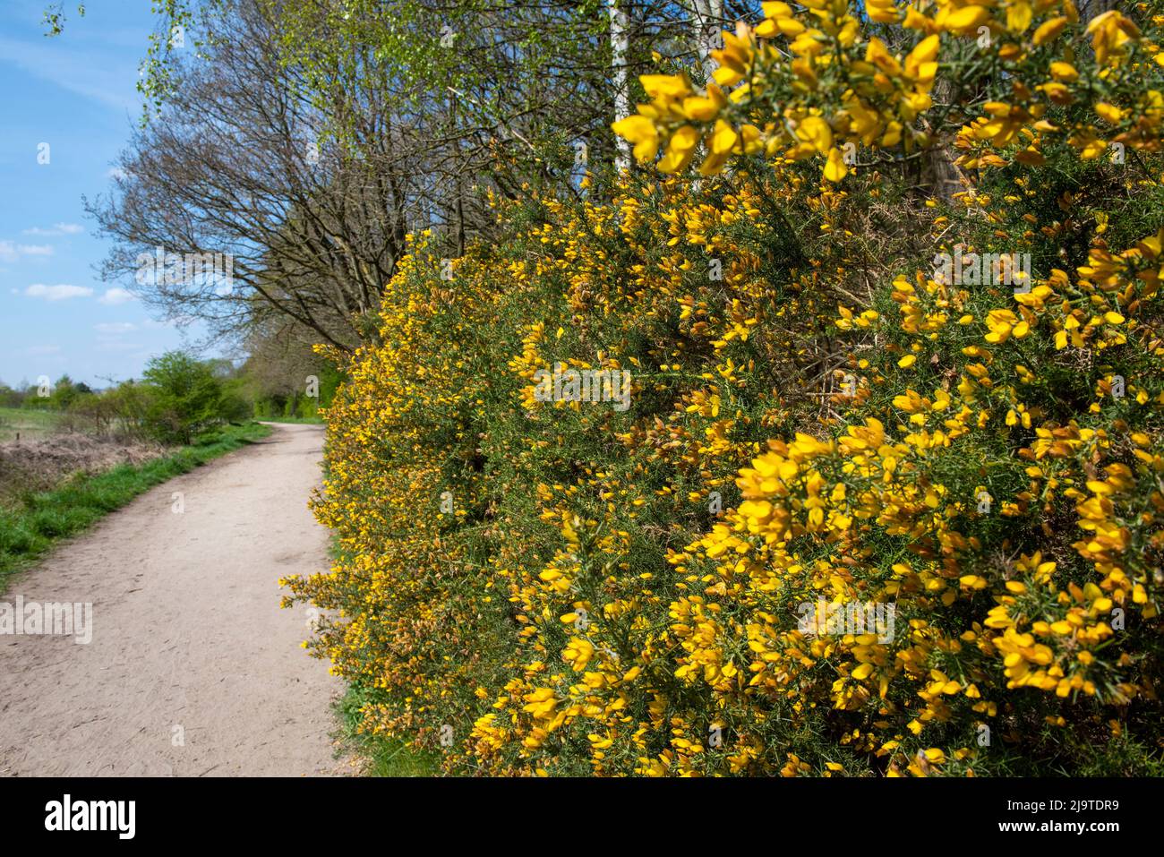 Spring at Bestwood Country Park in Nottingham, Nottinghamshire England ...