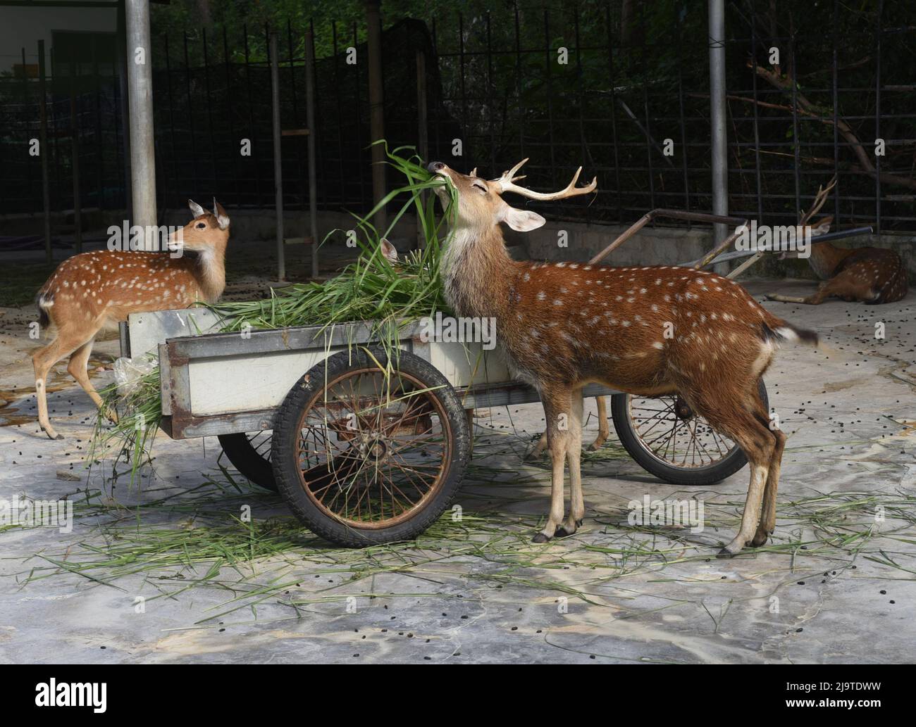 Sika deer enjoying food in Vietnam Stock Photo - Alamy