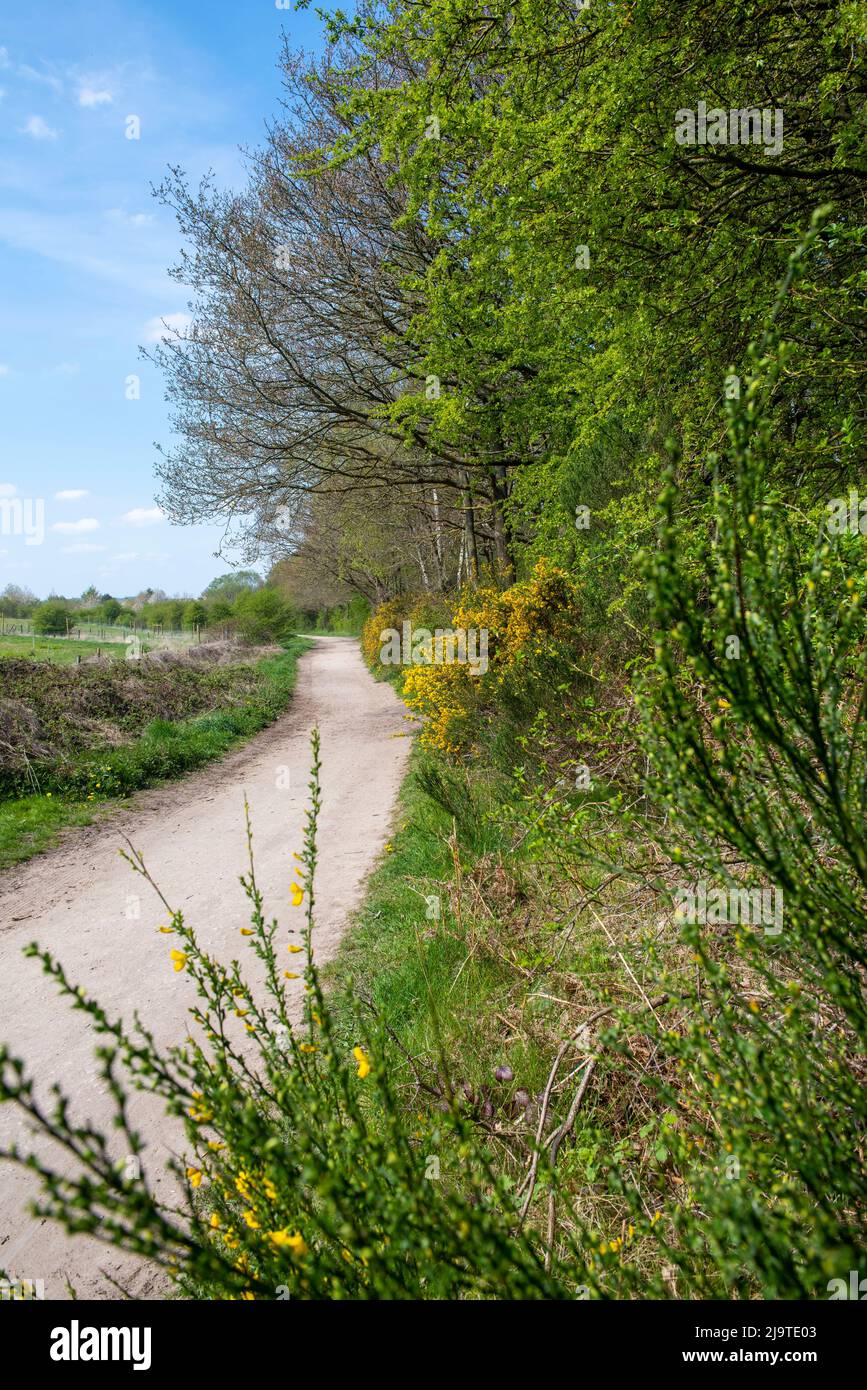 Spring at Bestwood Country Park in Nottingham, Nottinghamshire England ...