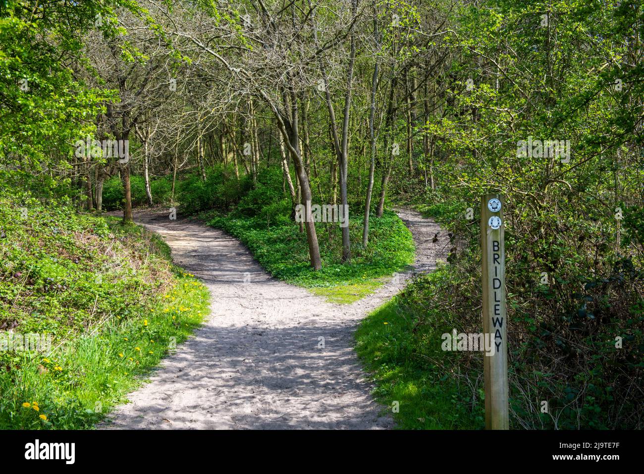 Spring at Bestwood Country Park in Nottingham, Nottinghamshire England ...