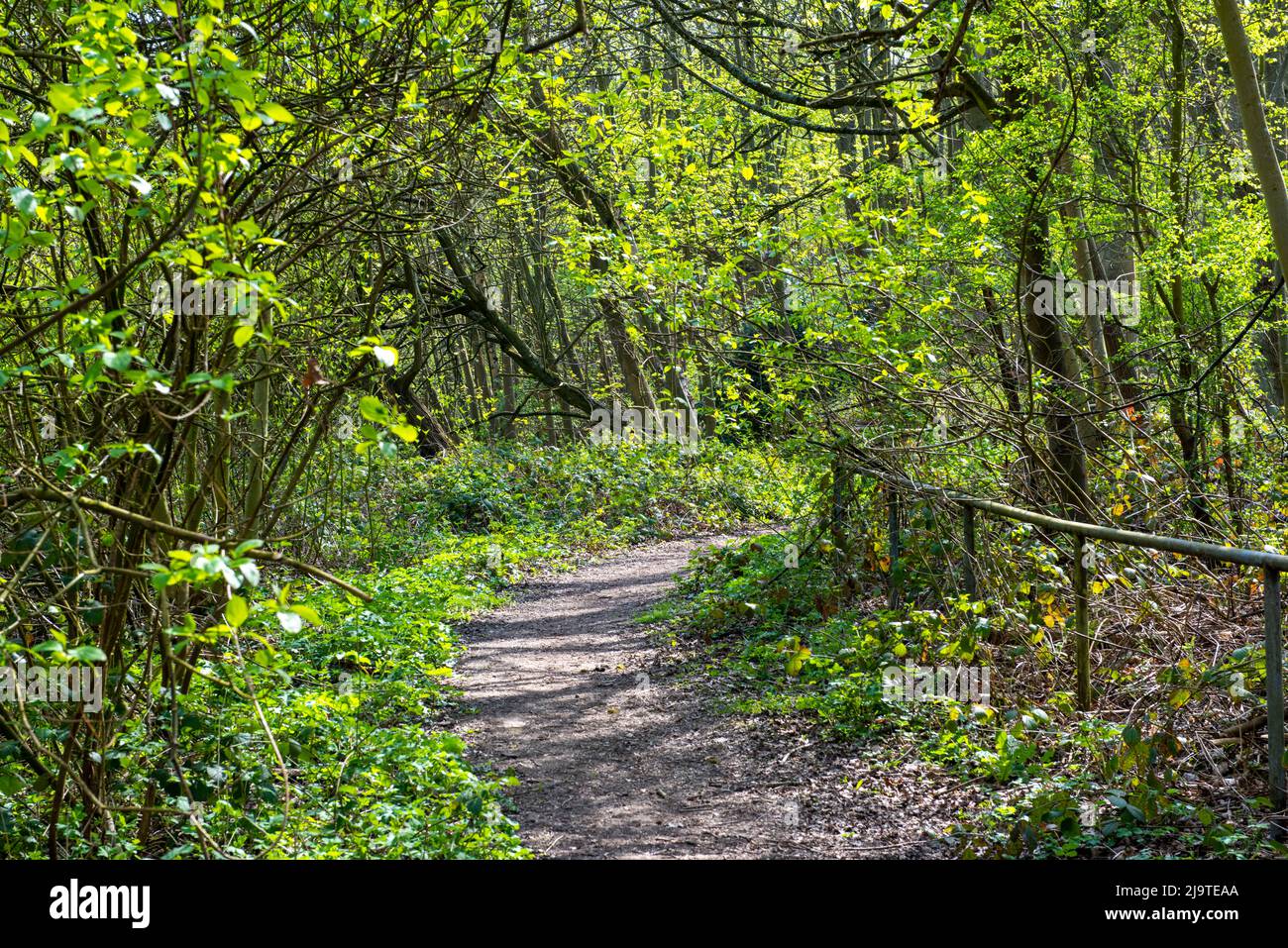 Spring at Bestwood Country Park in Nottingham, Nottinghamshire England ...