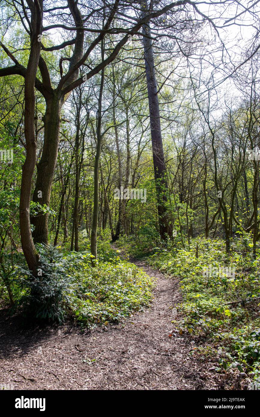 Spring at Bestwood Country Park in Nottingham, Nottinghamshire England ...