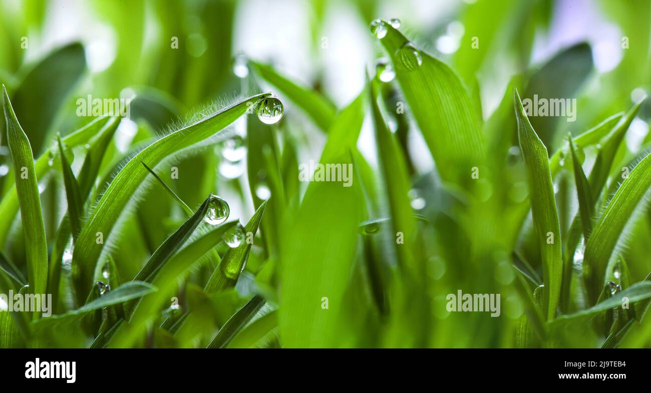 peat growing cover of green lawn, wet grass with water drops after ...