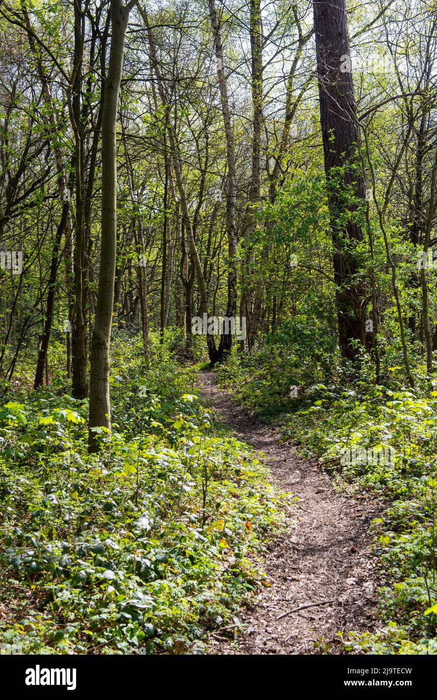 Spring at Bestwood Country Park in Nottingham, Nottinghamshire England ...